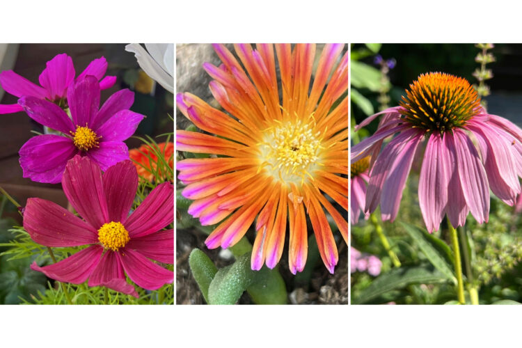 Flower gardens endure hot, dry summers better if you choose these ...